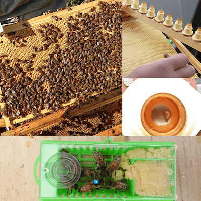 Queen Bees For Sale | Buy Queen Bee UK