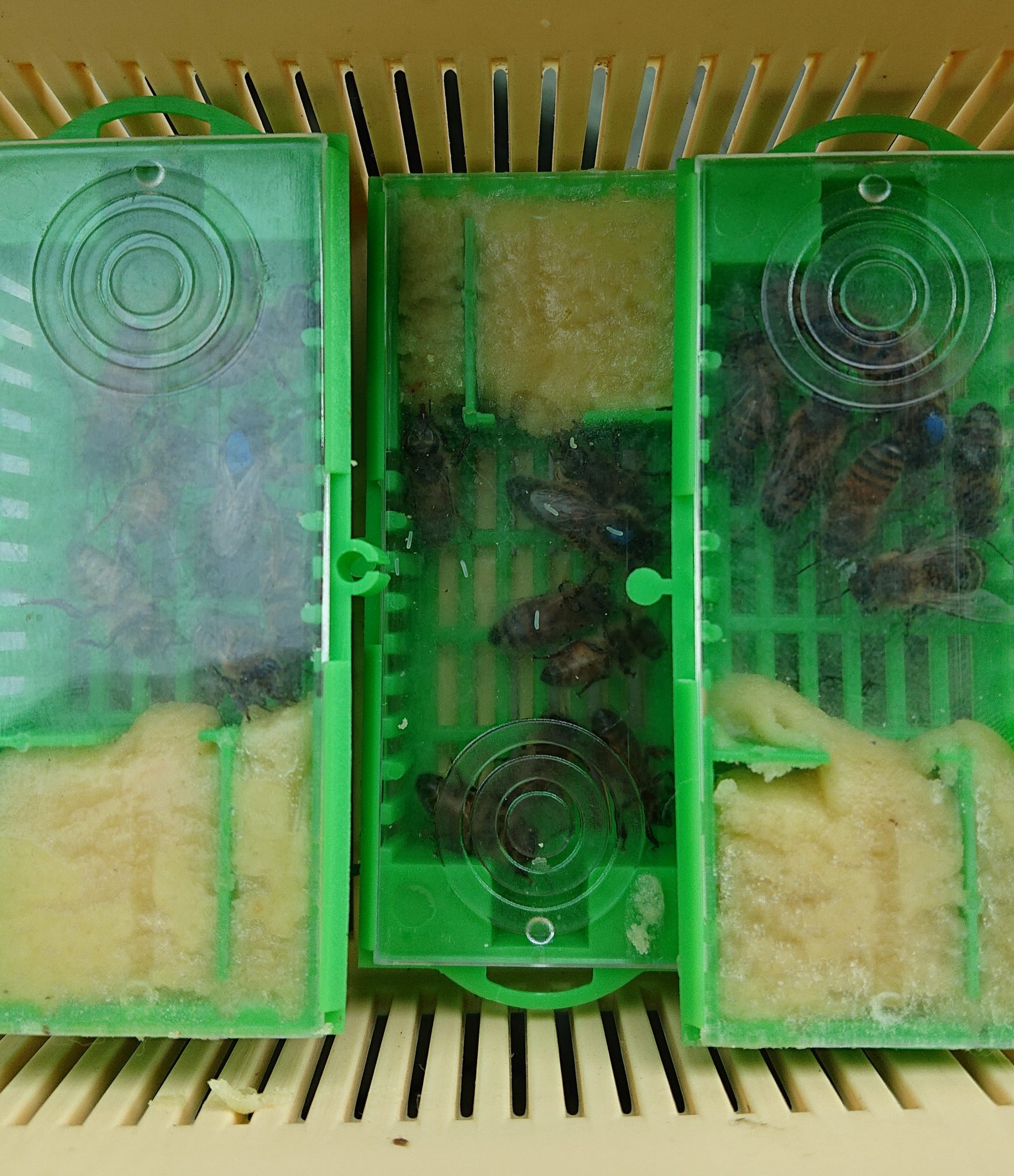 Queen Bees For Sale | Buy Queen Bee UK