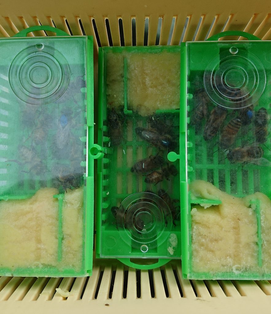 Queen Bees For Sale | Buy Queen Bee UK