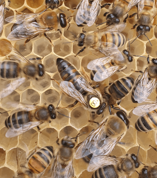 Overwintered Proven Instrumentally Inseminated Breeder Queen ...