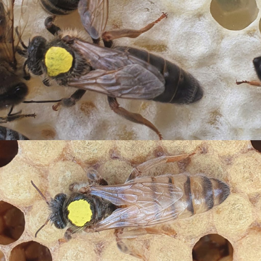 Queen Bees For Sale | Buy UK Queens | FREE DELIVERY