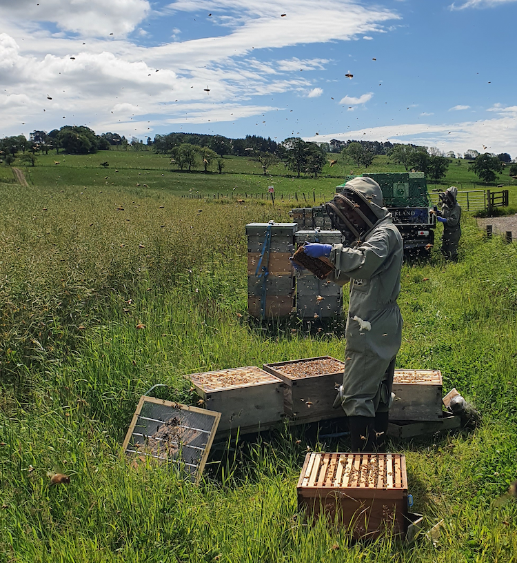 Beekeeping Experience - Northumberland Honey Co
