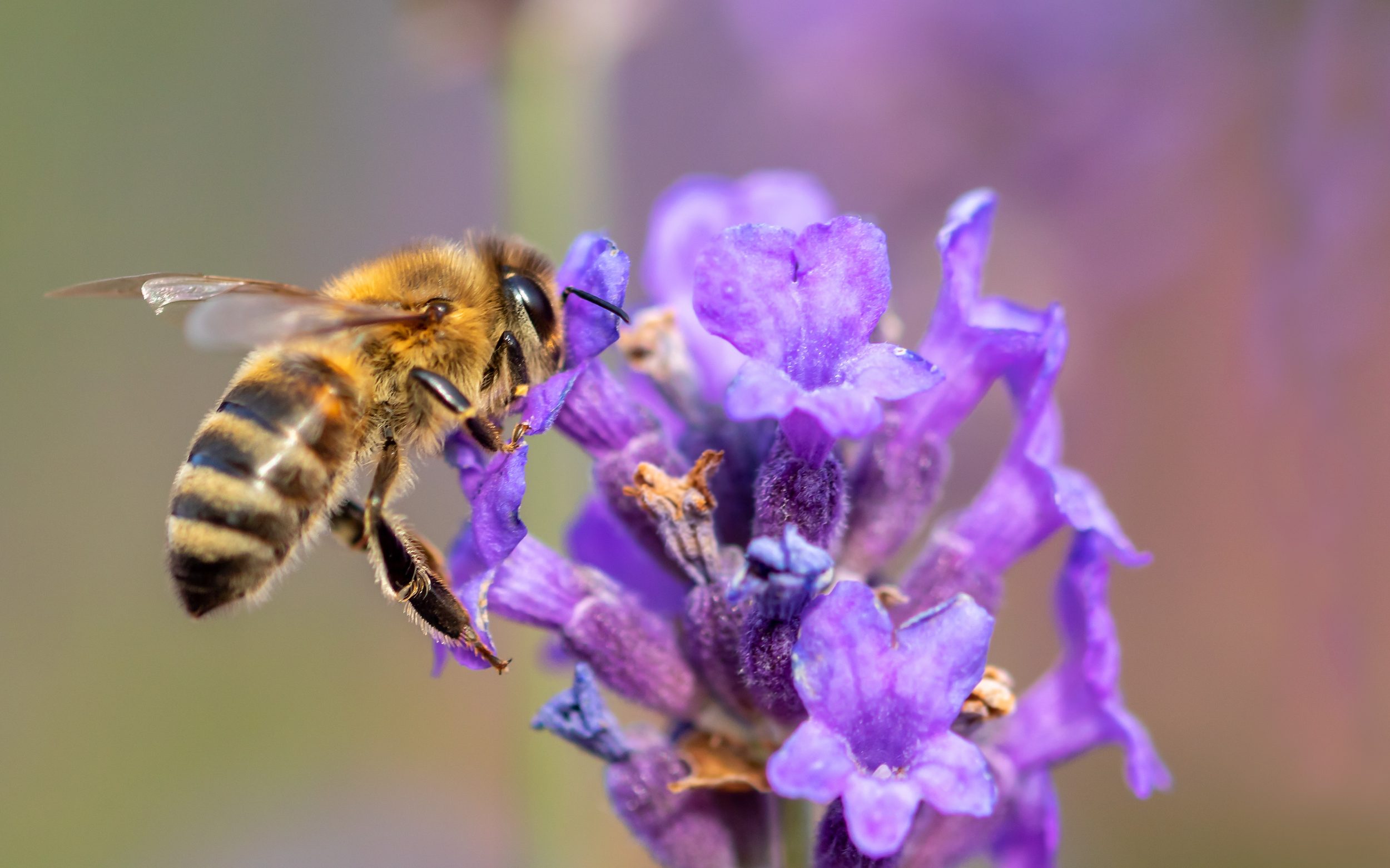Best Plants for Bees | Trees for Bees | Borage and Wildflowers for Bees