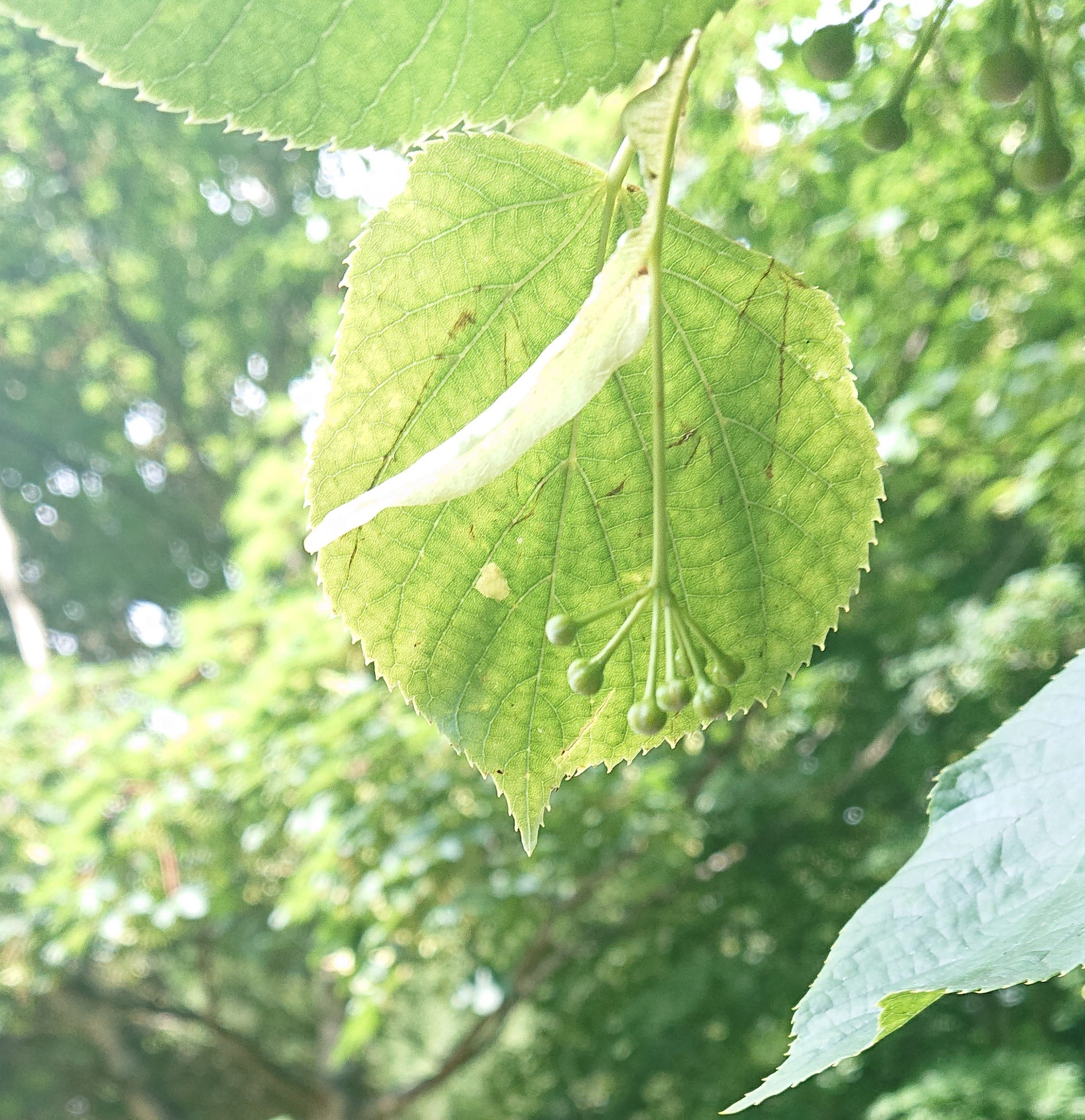 Best Plants for Bees | Trees for Bees | Borage and Wildflowers for Bees