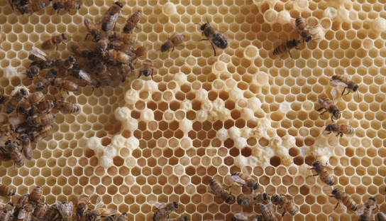 Laying Workers | How to Deal with Laying Workers